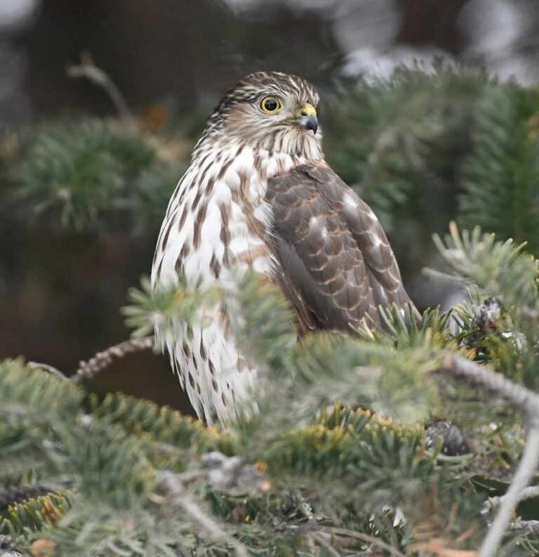 Have camera (and dog), will go birding: Sheldon Anthony shares some ...